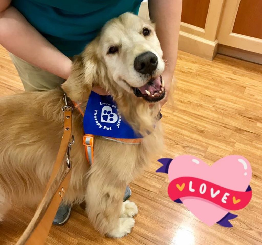 Our Senior & Therapy Dogs – Gazebo Golden Retrievers